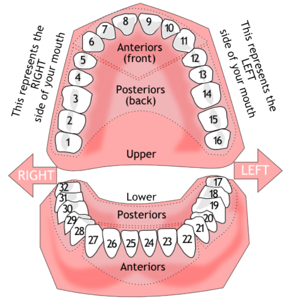 Angeles Health International Dental Quote Builder